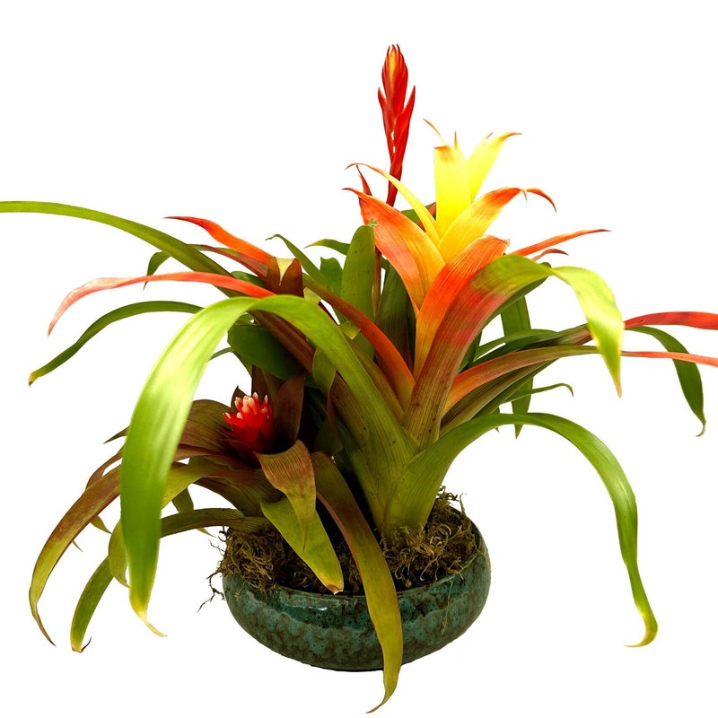 Bromeliads Plant - Etsy