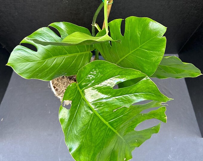 Monstera Dubia 4" - Shingle Plant - Etsy