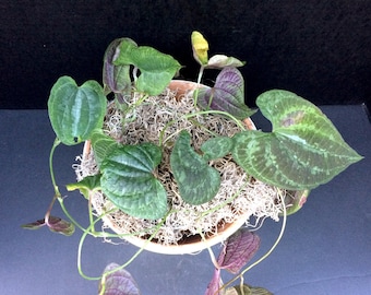 Dioscorea Discolor - Etsy