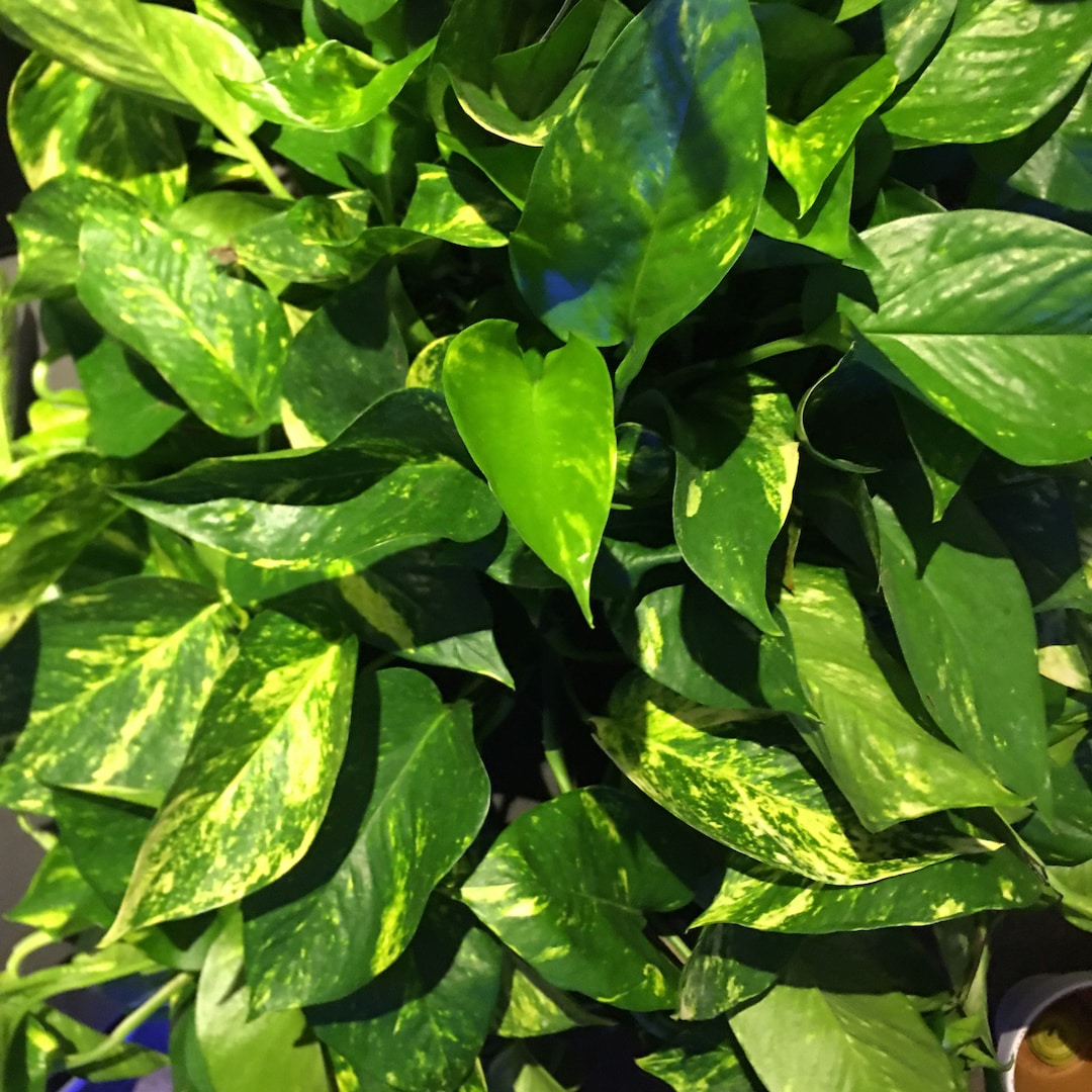Pothos 'golden' epipremnum Aureum 4in 6in - Etsy