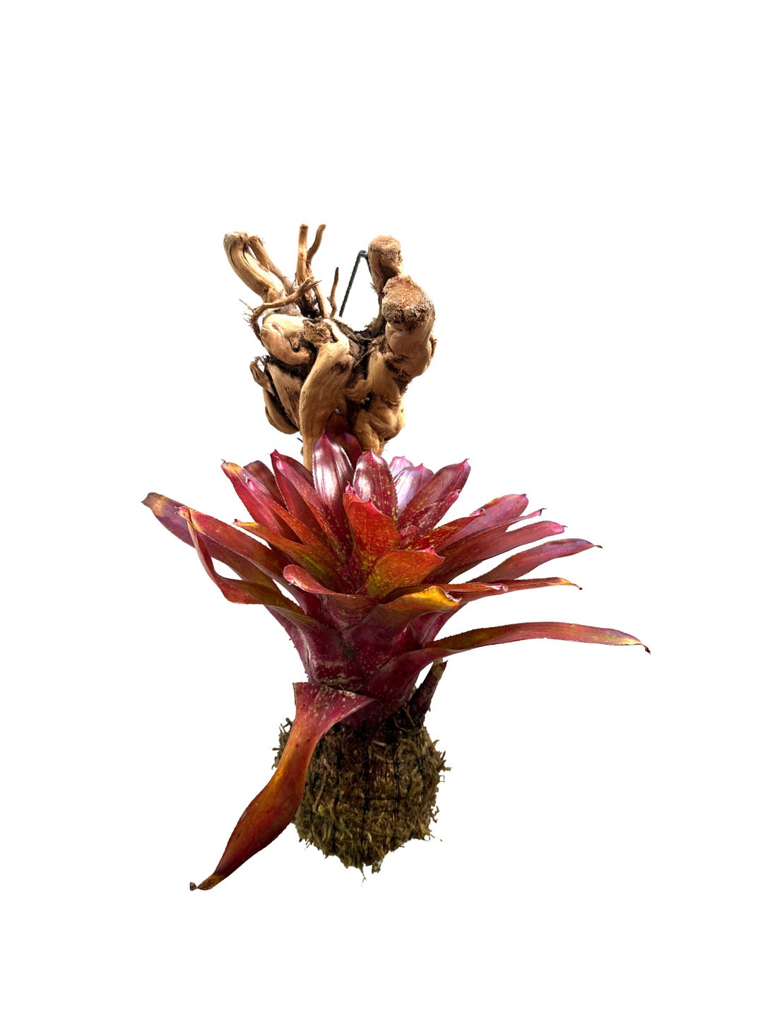 Wood Mounted Mini Bromeliad Star Love Affair (neoregelia - Mini ...