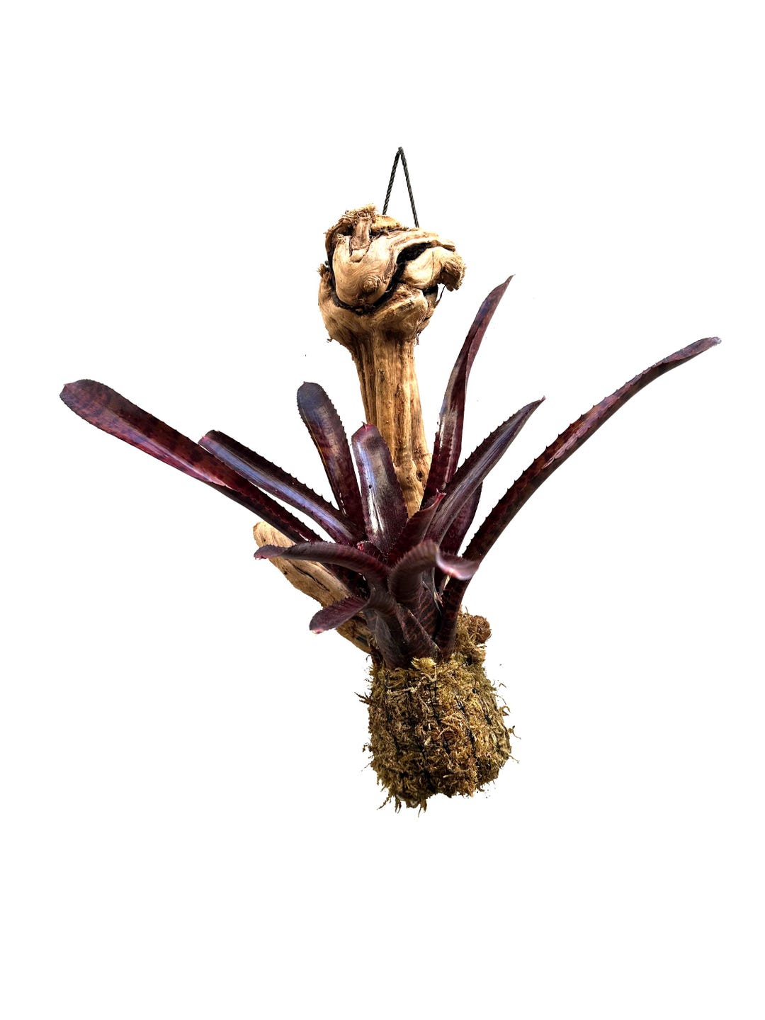 Wood Mounted Mini Bromeliad Star Tunisia (neoregelia - Mini) NEOSH425C ...