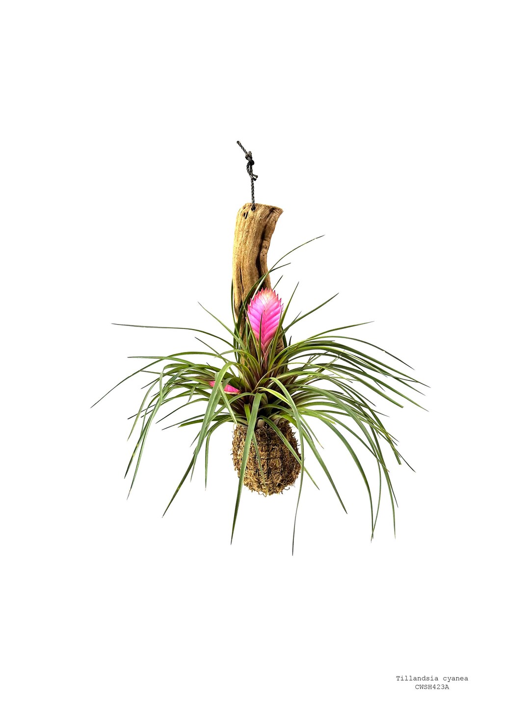 Grapewood Mounted Pink Quill Plant in Moss tillandsia Cyanea CWSH423A ...