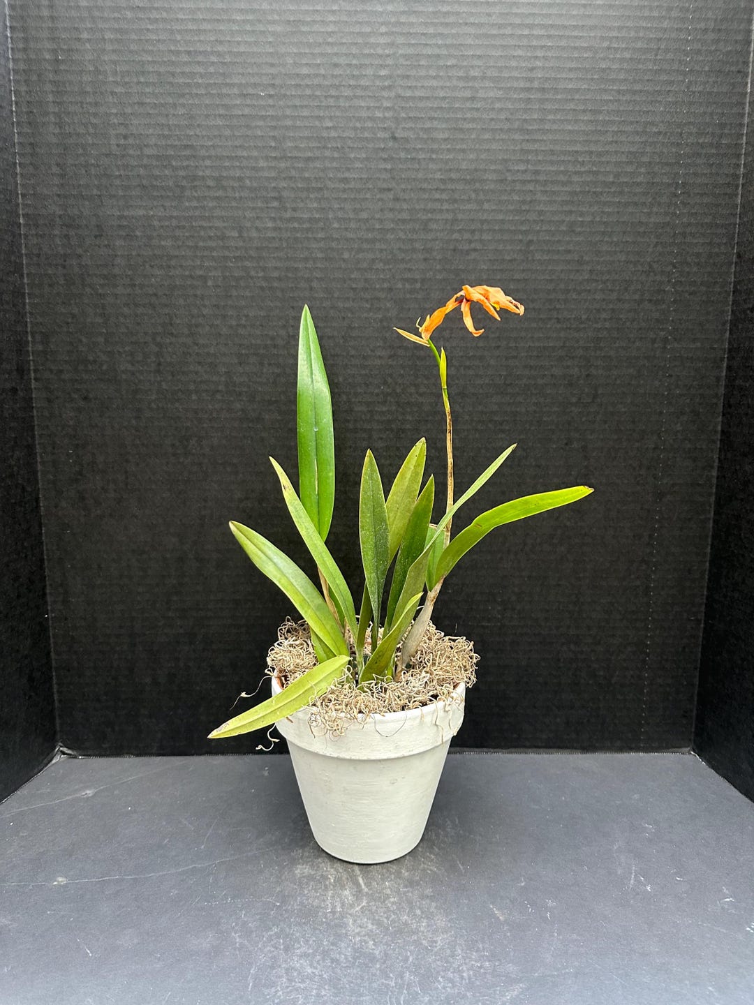 Laeliocattleya Ross Otto 4" - Live Orchid - Etsy