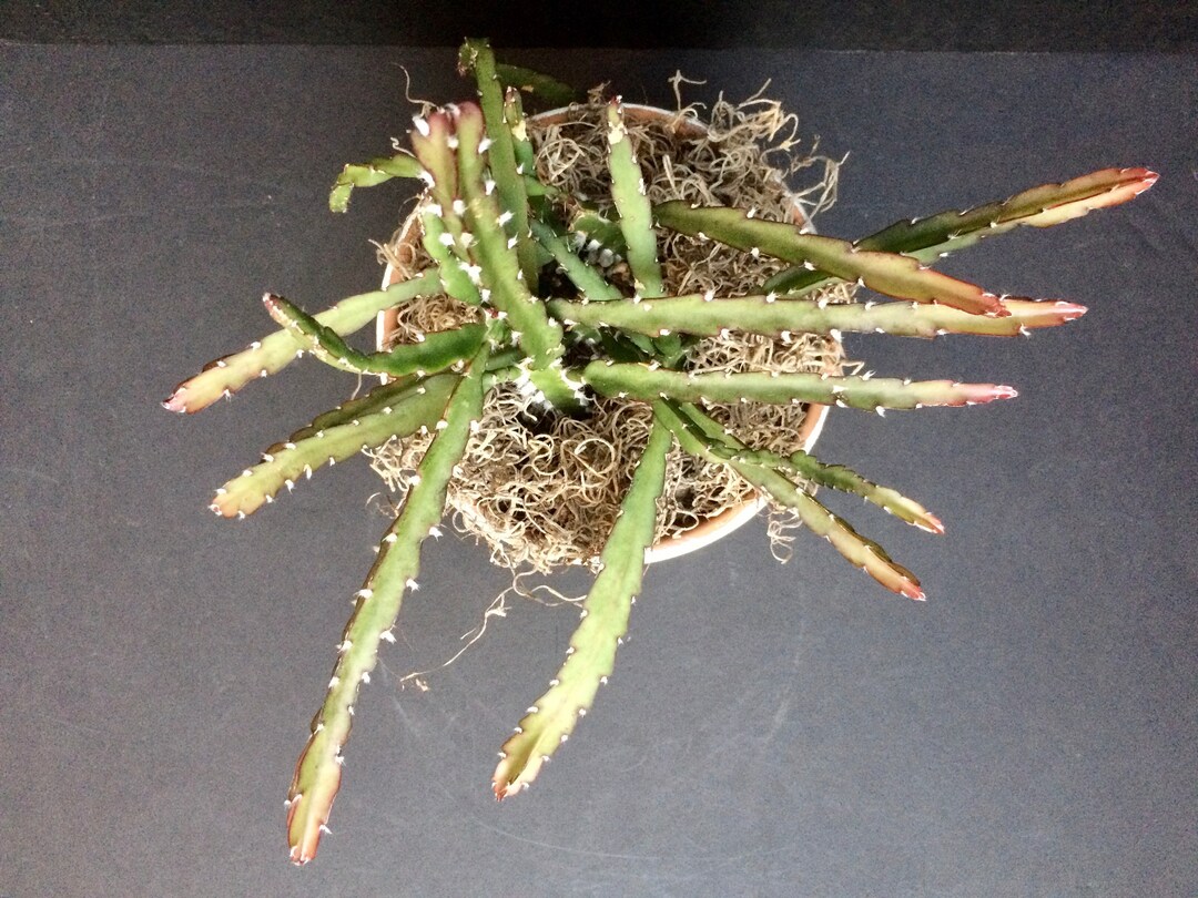 Cross-form Cactus (lepismium Cruciforme) 4in 6in 8in - Etsy
