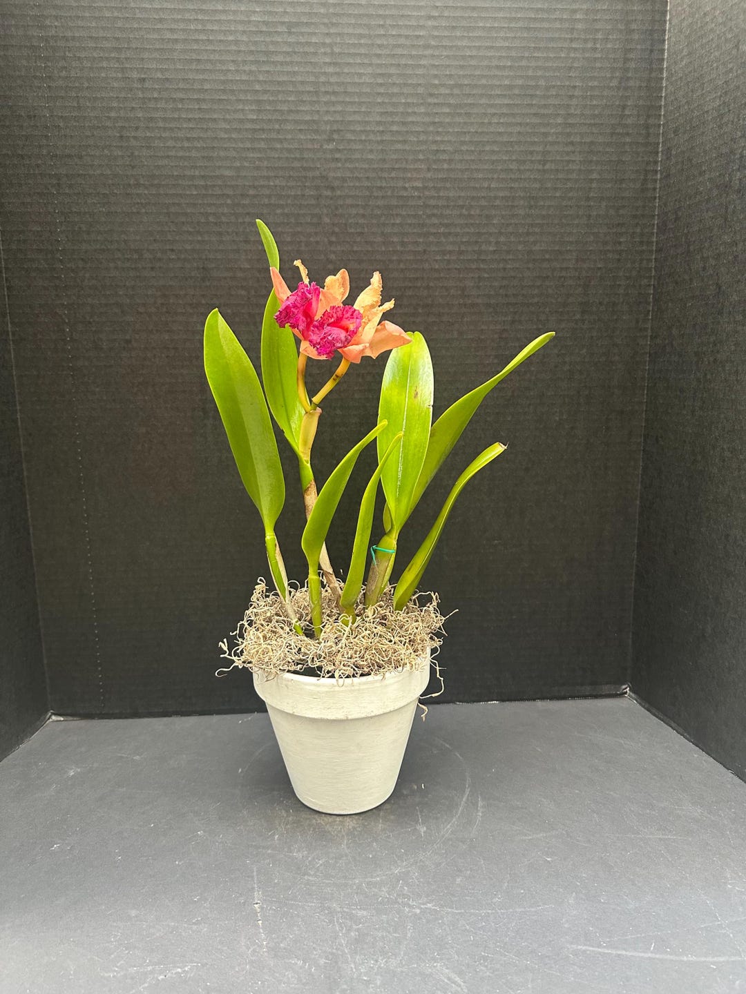 Rhyncholaeliocattleya Bob Crowder 4in - Fragrant Live Orchid - Etsy