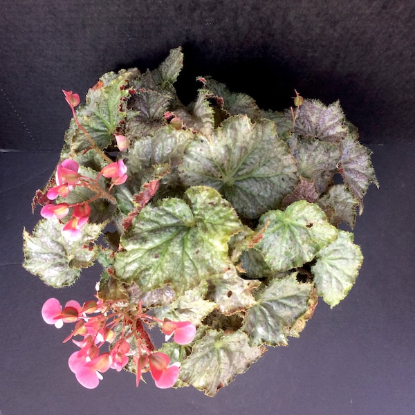 Rex Begonia - Etsy