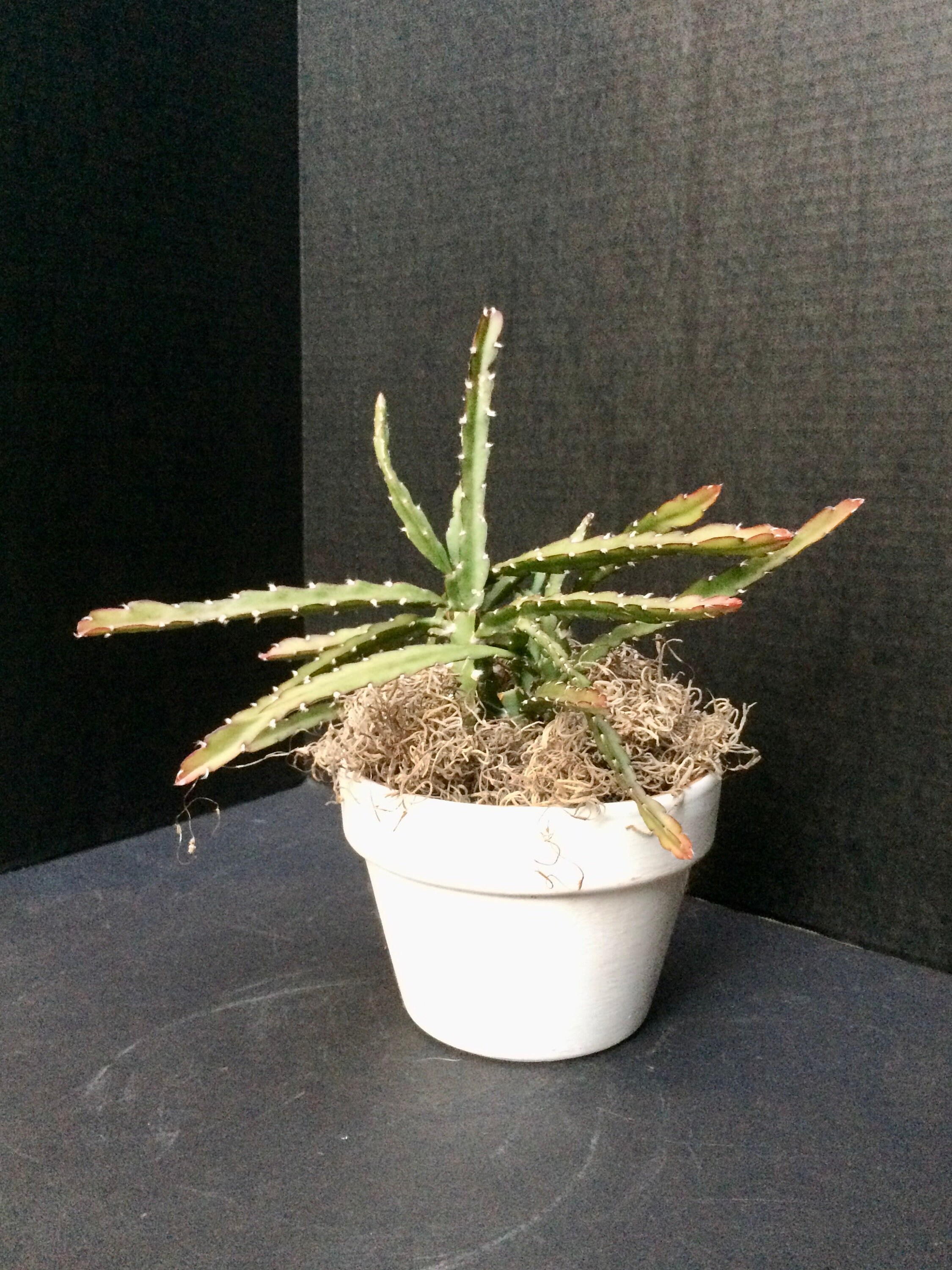 Cross-form Cactus lepismium Cruciforme 4in 6in 8in - Etsy