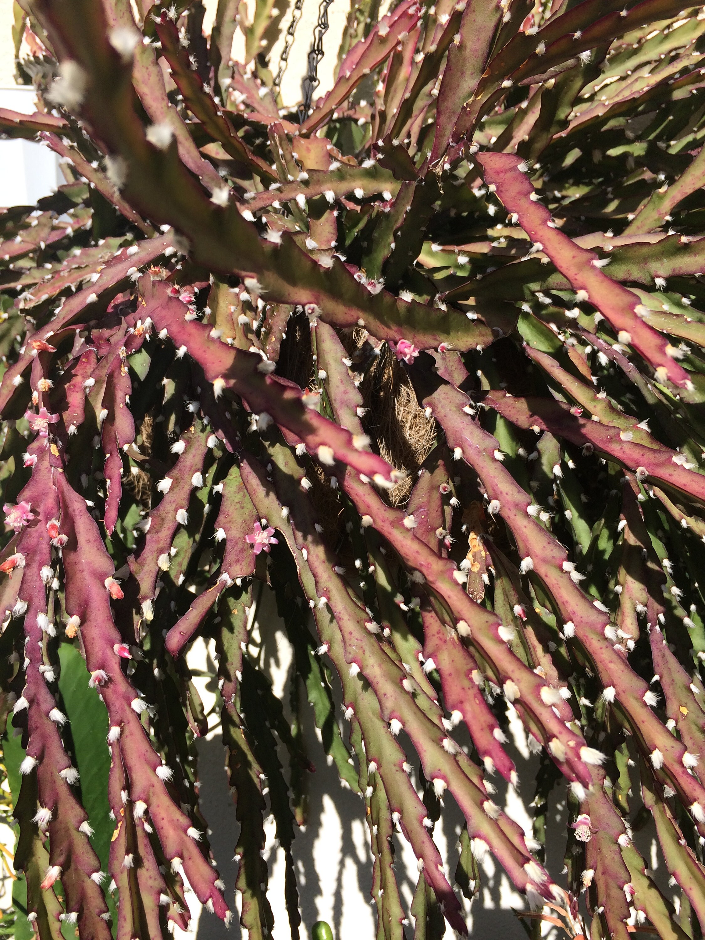 Cross-form Cactus lepismium Cruciforme 4in 6in 8in - Etsy