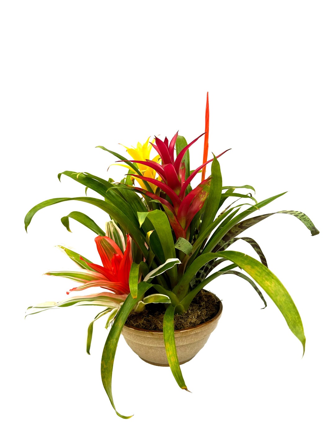 Bromeliad Ceramic Garden - Grower's Choice (bromeliad - Assorted) 10in ...