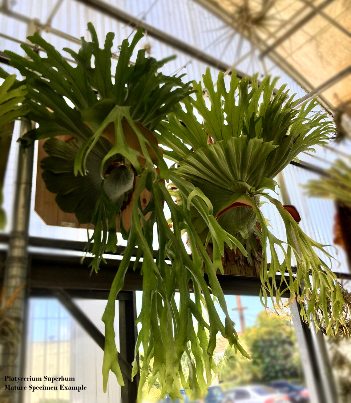 Collectors Staghorn platycerium Superbum | Etsy