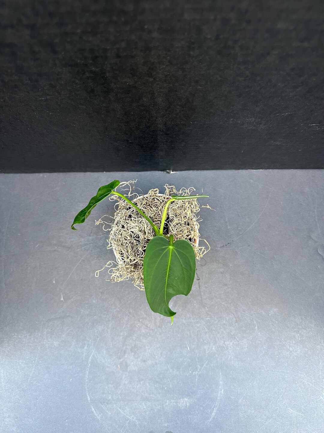 Strap Leaf Queen (anthurium Warocqueanum 'esmeralda') 4in 6in - Etsy