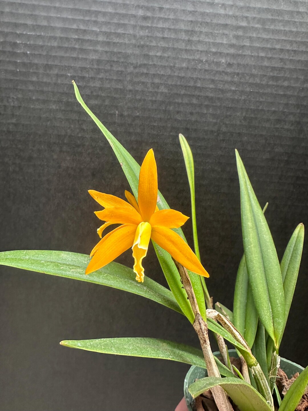 Cattleya Orange Delight 4" - Orchid - Etsy