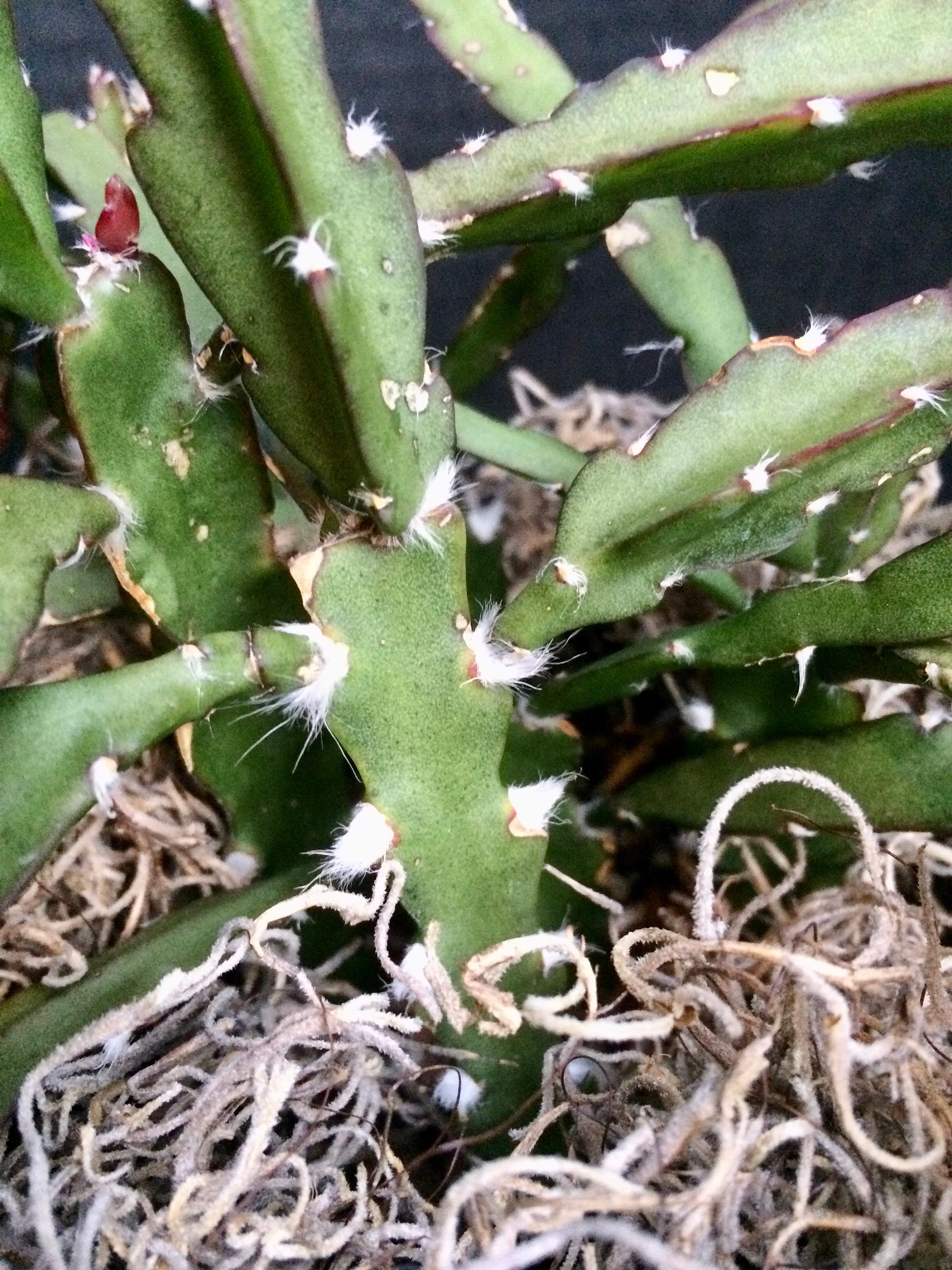 Cross-form Cactus lepismium Cruciforme 4in 6in 8in - Etsy