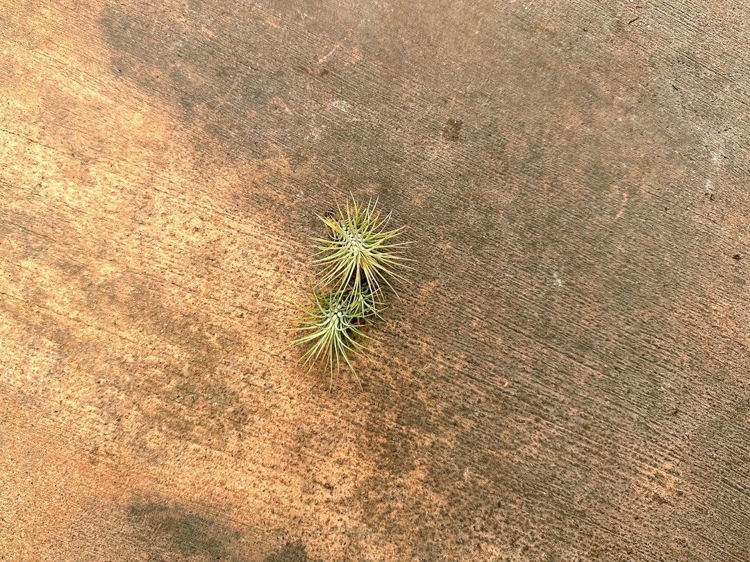 Pine Leaf Appearance and Caulescent Bareroot Air Plant - Etsy