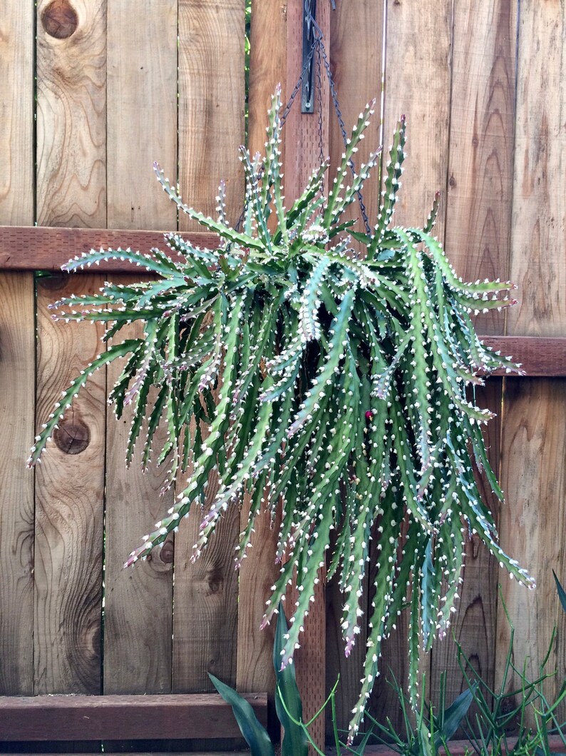 Cross-form Cactus lepismium Cruciforme 4in 6in 8in | Etsy