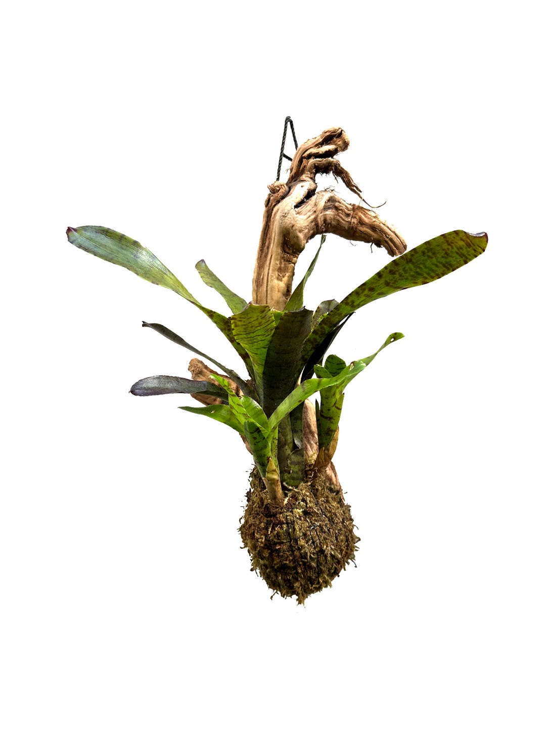 Wood Mounted Mini Bromeliad Star Ampullacea Purpurea (neoregelia - Mini ...