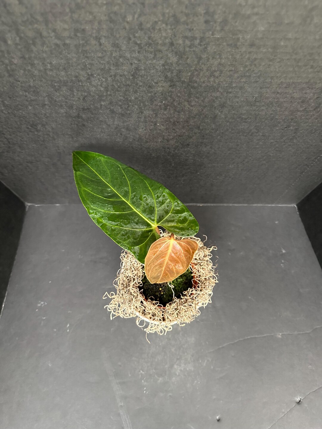 Anthurium Pangui Night 4" - Live Plant - Etsy