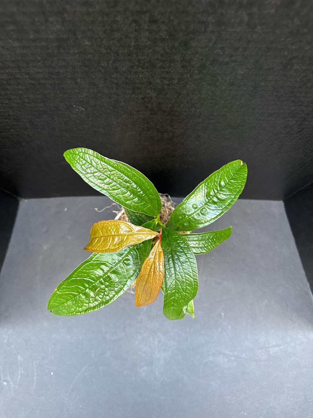 Anthurium Arisaemoides 4 trisect and Bullate Leaves - Etsy