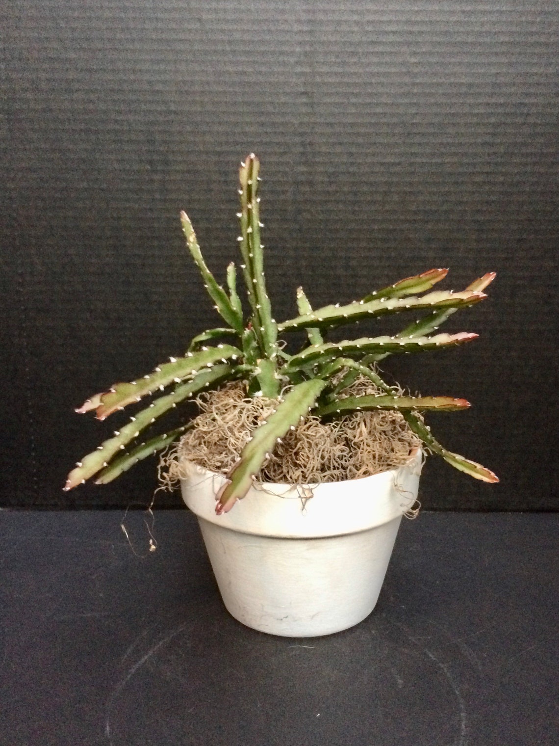 Cross-form Cactus lepismium Cruciforme 4in 6in 8in | Etsy