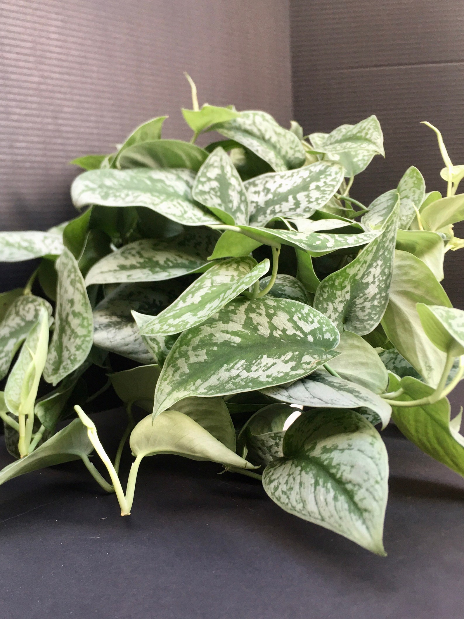 Pothos silver Splash scindapsus Pictus - Etsy