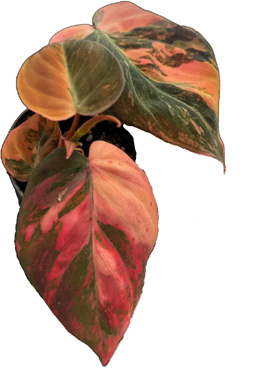 Philodendron Micans Pink Variegated 4" - Live Plant PRESALE - Etsy