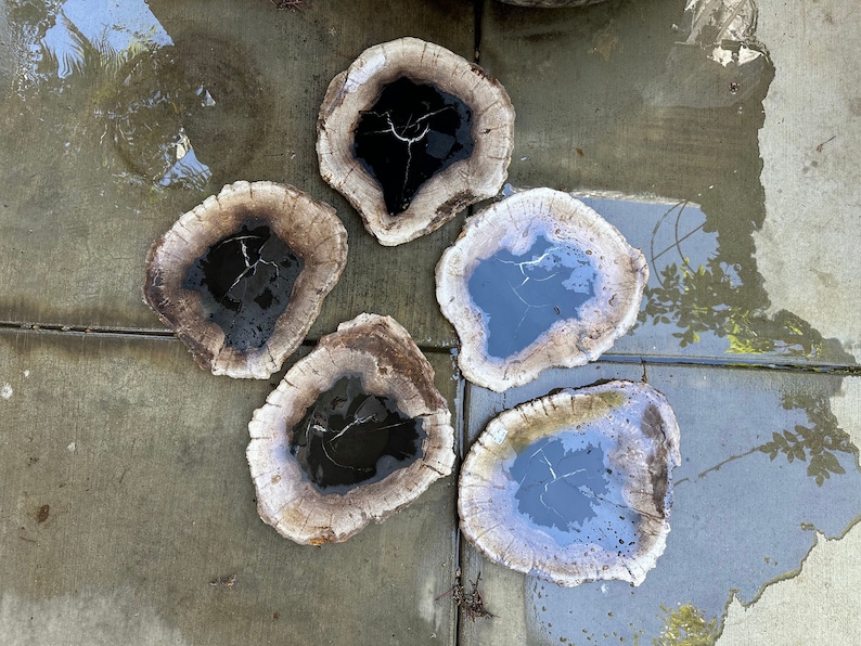 Handcrafted, Natural, Black and Tan Petrified Wood Plate or Platter Use ...