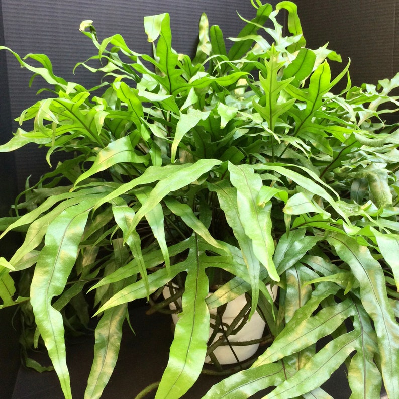 Kangaroo Paw Fern microsorum Diversifolium 6in 8in - Etsy