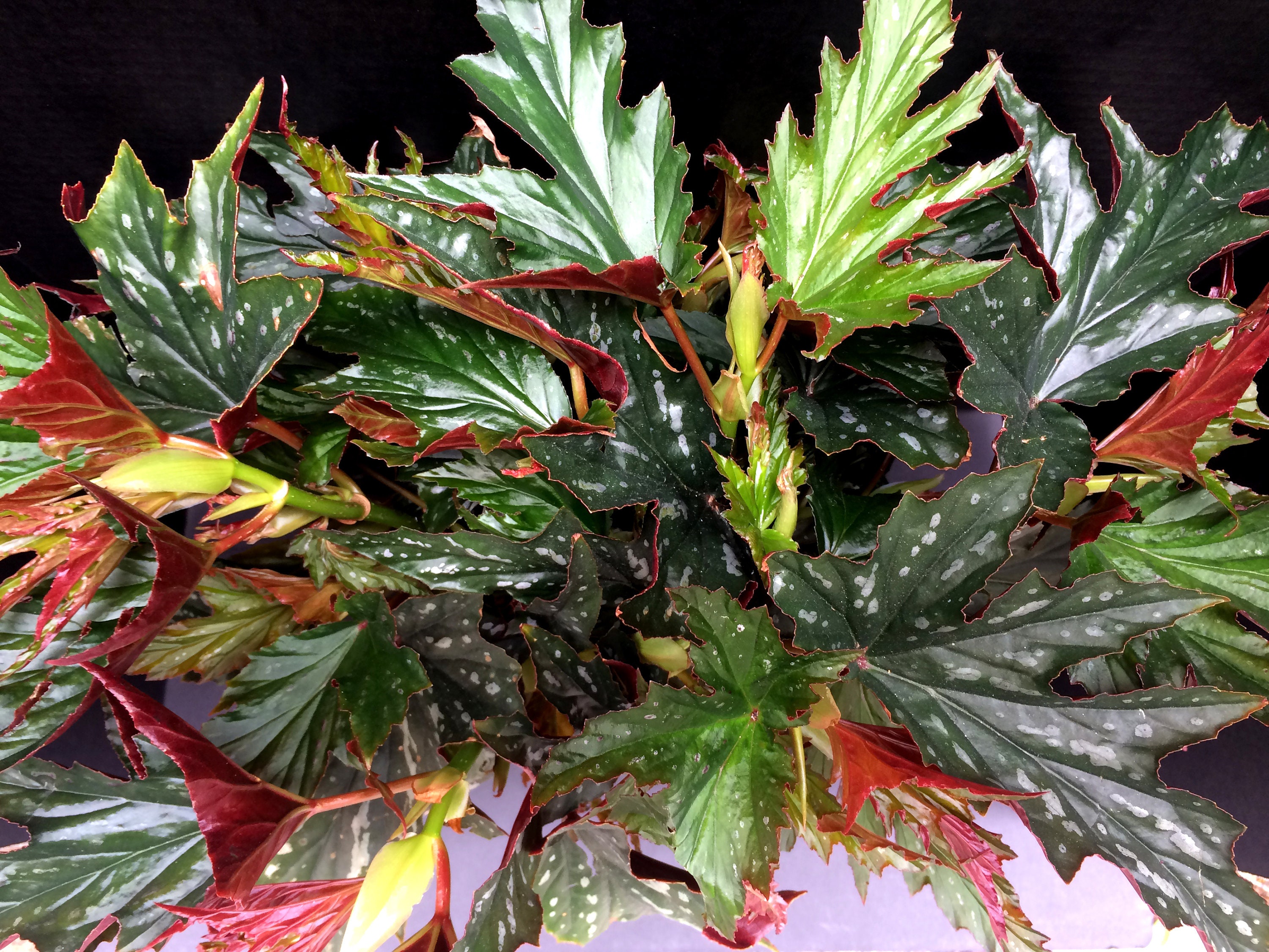 Begonia 'Angel Wing' Begonia coccinea v. | Etsy