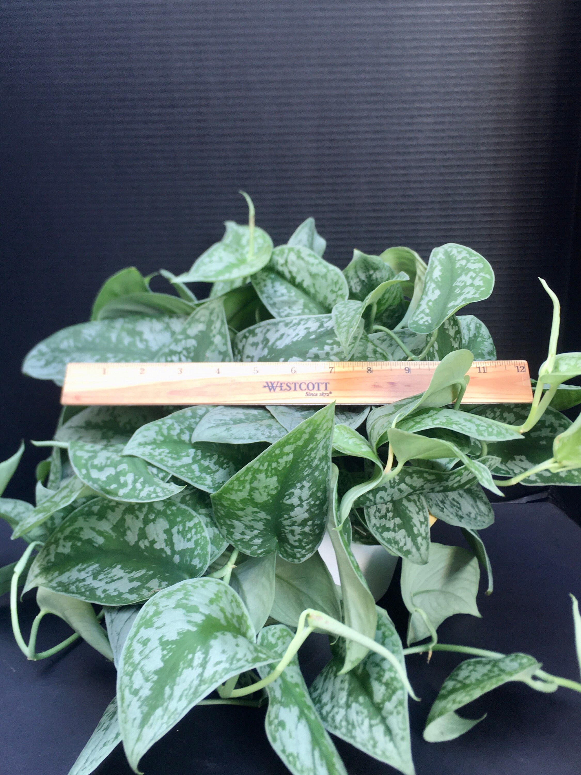 Pothos silver Splash scindapsus Pictus - Etsy