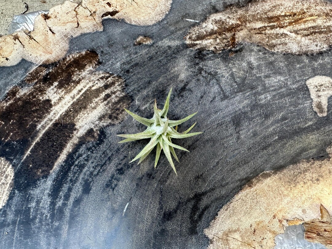 Tillandsia Ionantha V Vanhyningii Rare, Thick Leafed and Caulescent ...
