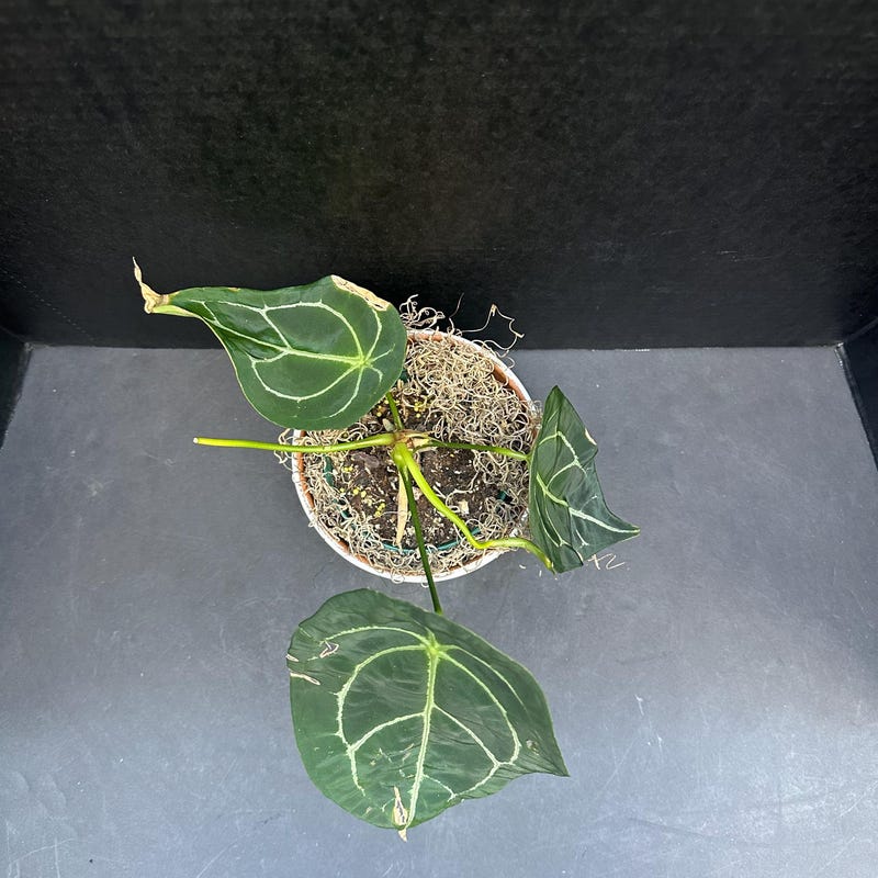 Anthurium Forgetii - Etsy