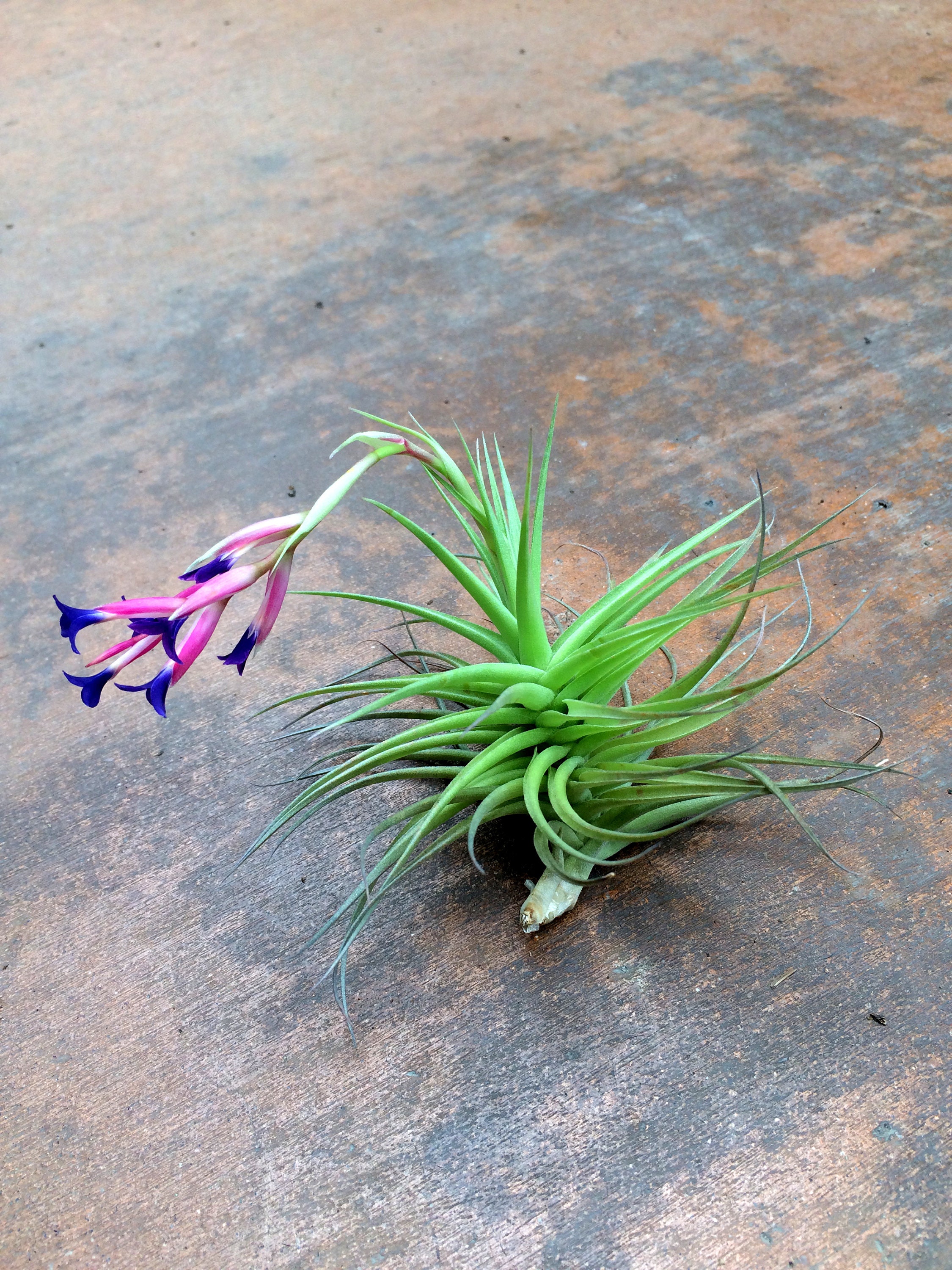 Tillandsia Aeranthos - "carnations in the Sky" Bareroot Air Plant - Etsy