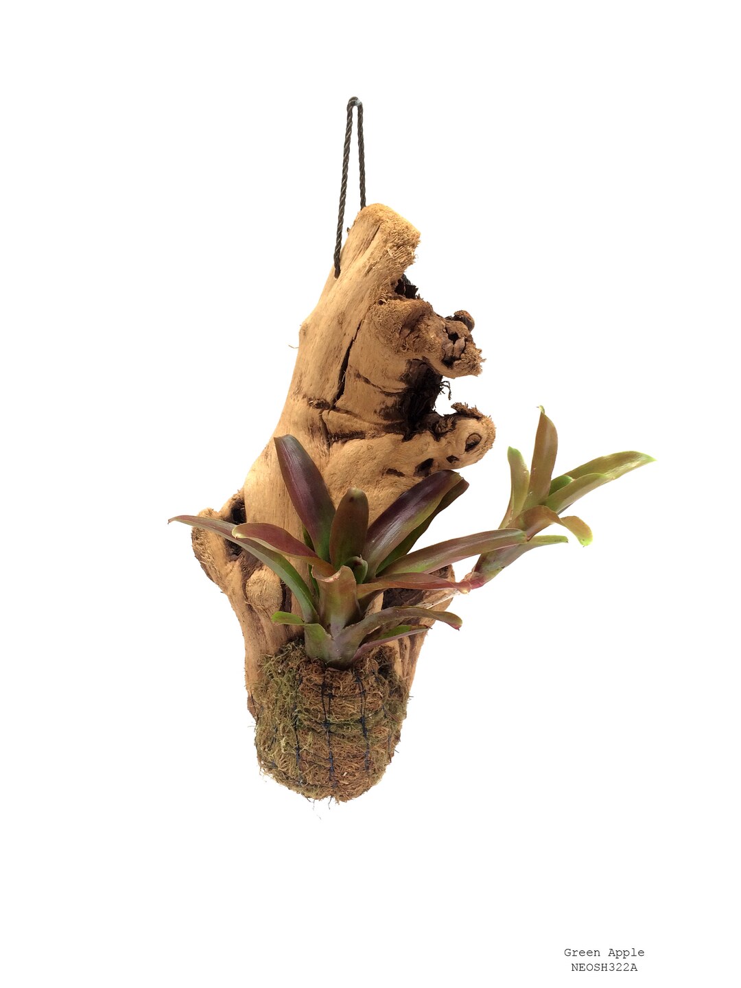 Wood Mounted Mini Bromeliad Star '' neoregelia - Etsy