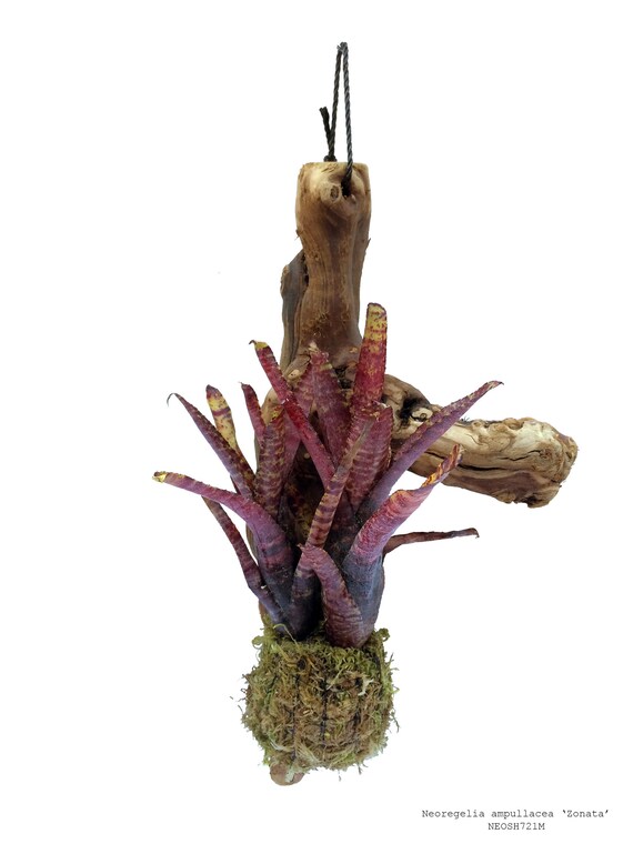 Wood Mounted Mini Bromeliad Star neoregelia Mini NEOSH721M - Etsy