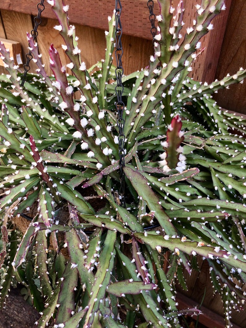 Cross-form Cactus lepismium Cruciforme 4in 6in 8in - Etsy