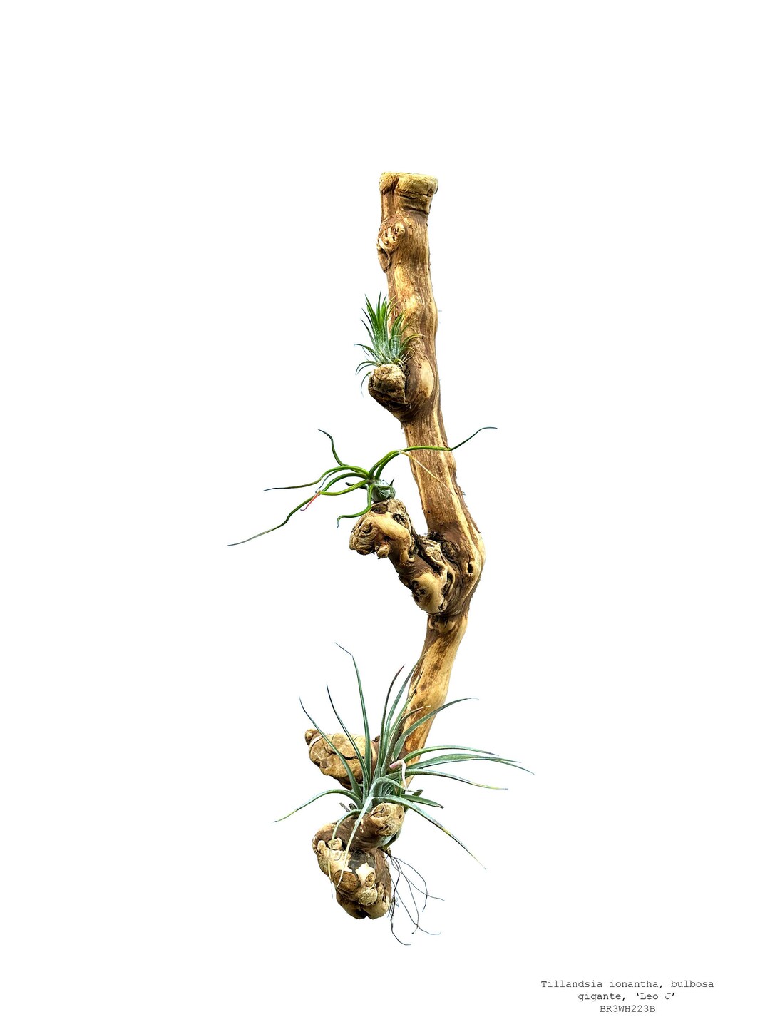 Tillandsia Ionantha, T. Bulbosa Gigante and T. 'leo J' - Three Air ...