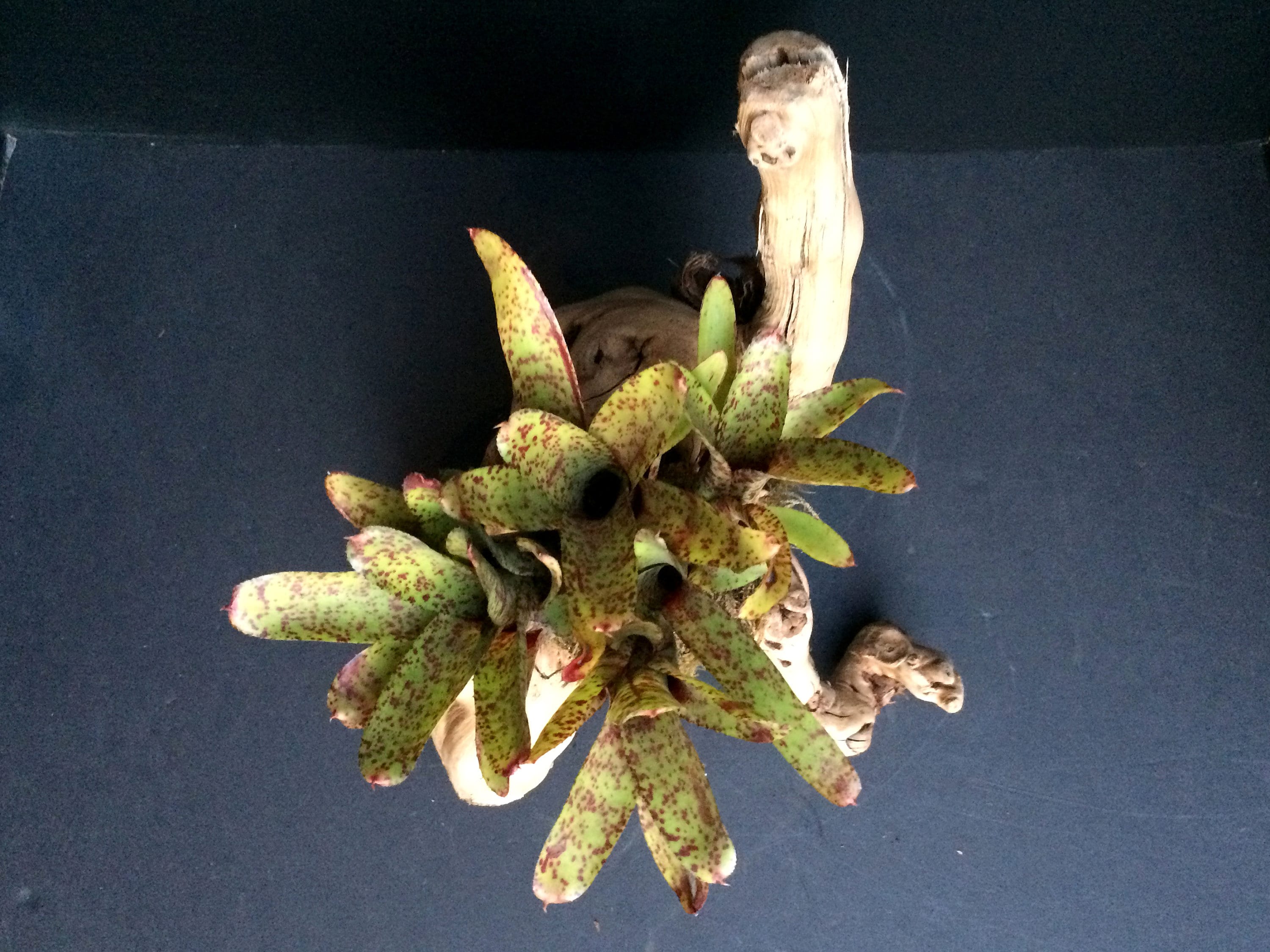 Mini Bromeliad Mounted to Wood - Grower's Choice (neoregelia - Mini ...