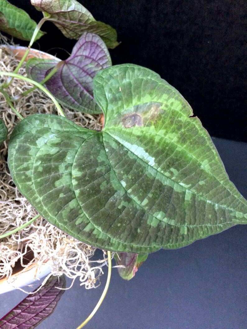 Variegated Ornamental Yam Vine dioscorea Discolor 4in 6in - Etsy