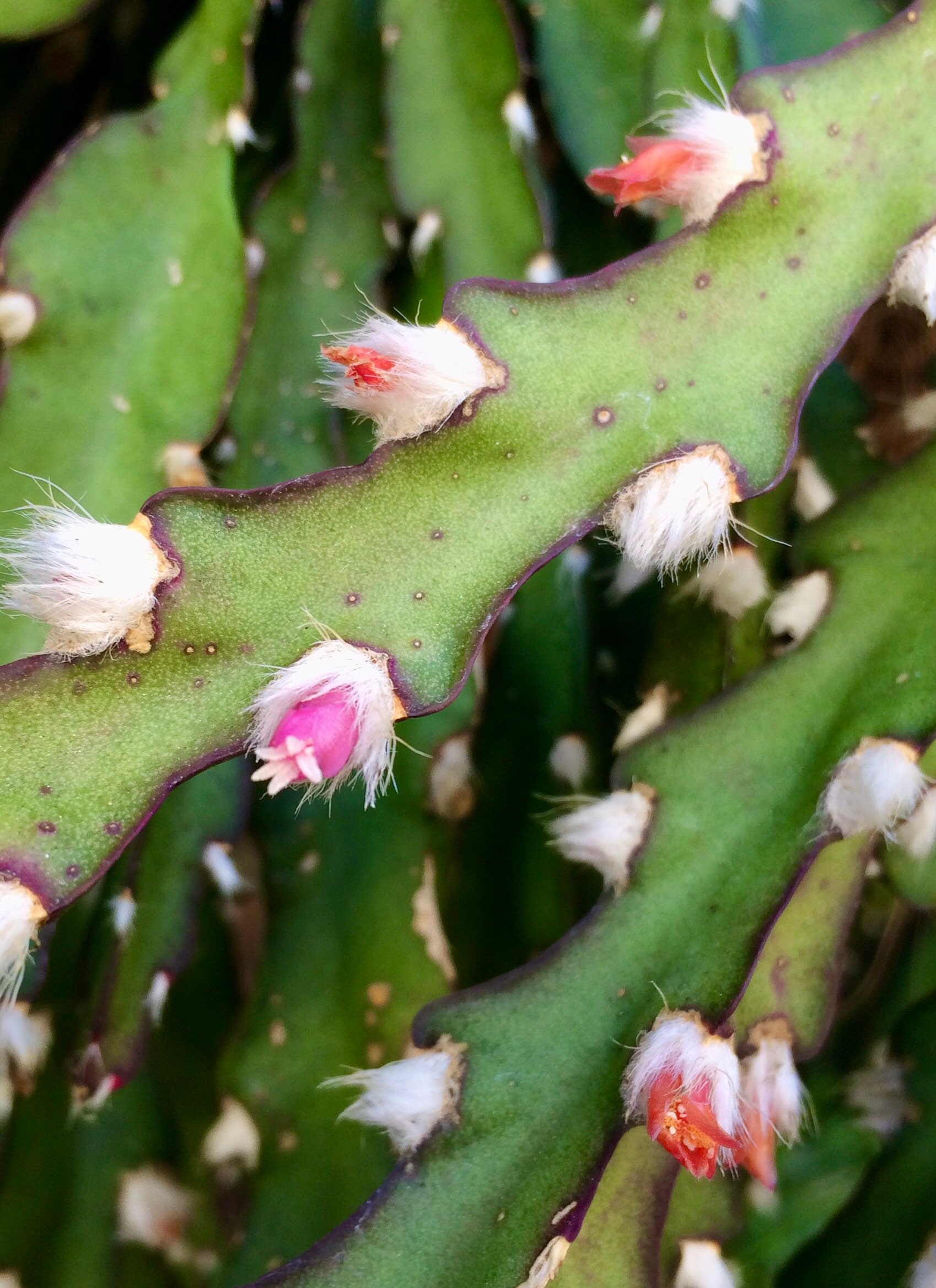 Cross-form Cactus lepismium Cruciforme 4in 6in 8in - Etsy