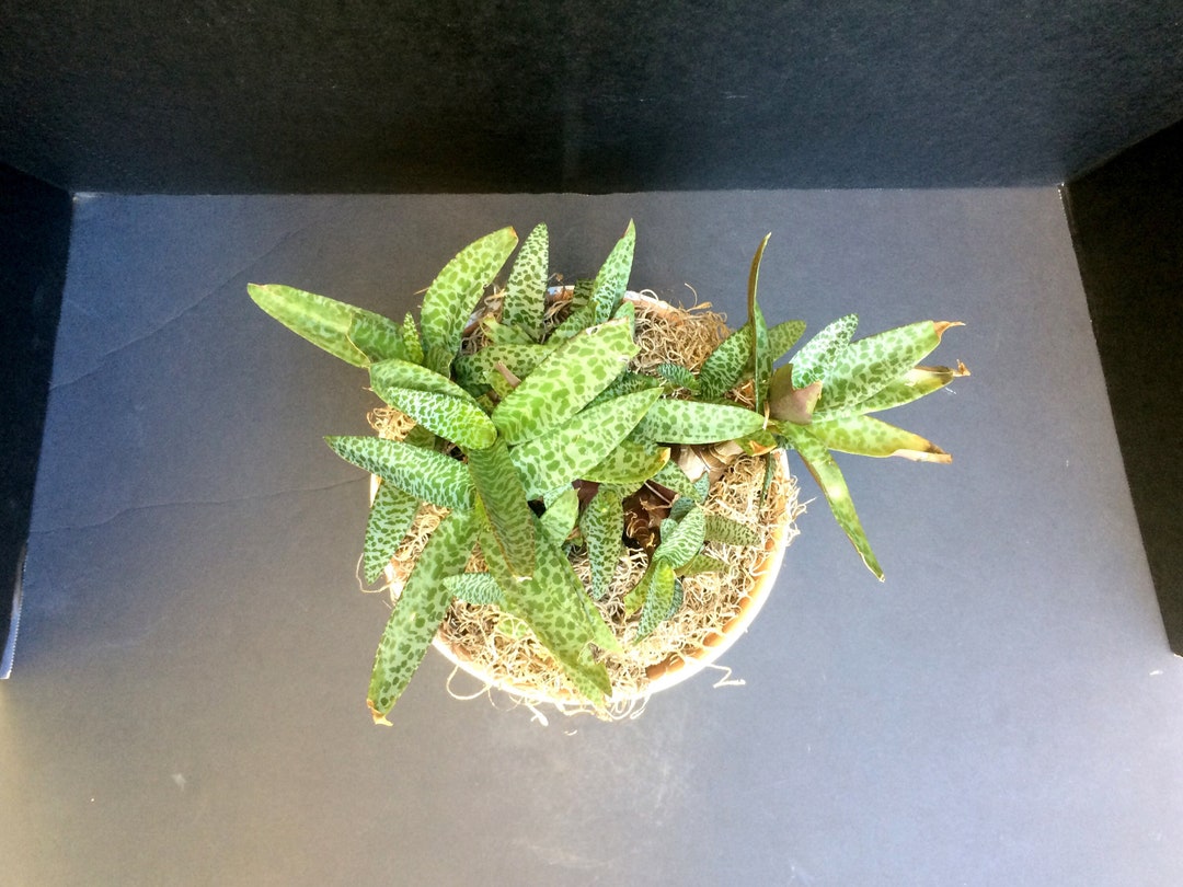 Geophytic Succulent "leopard Lily" (ledebouria Socialis) 4in 6in 8in - Etsy