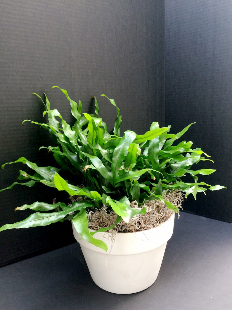 Kangaroo Paw Fern microsorum Diversifolium 6in 8in - Etsy