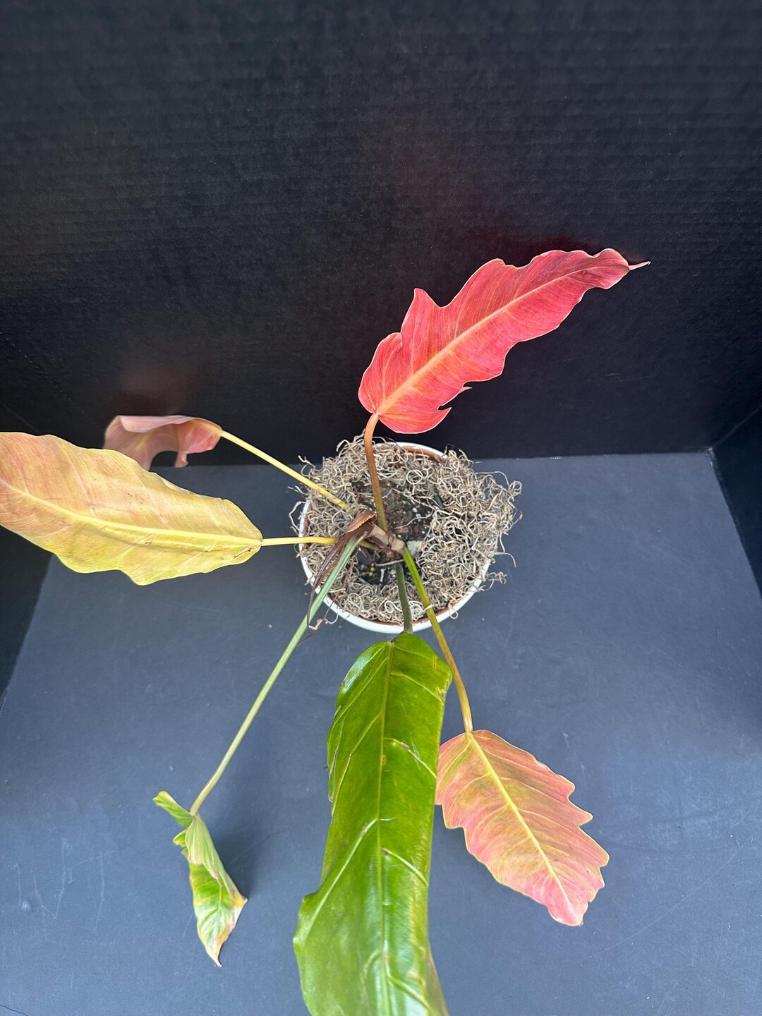 Philodendron Angel Eyes (patriciae X Tortum) 4" - Live Plant - Etsy