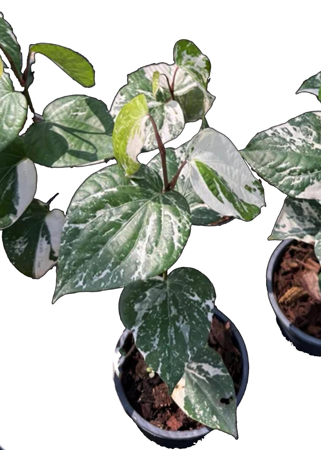 Piper Nigrum Variegated 4" - Live Plant PRESALE - Etsy