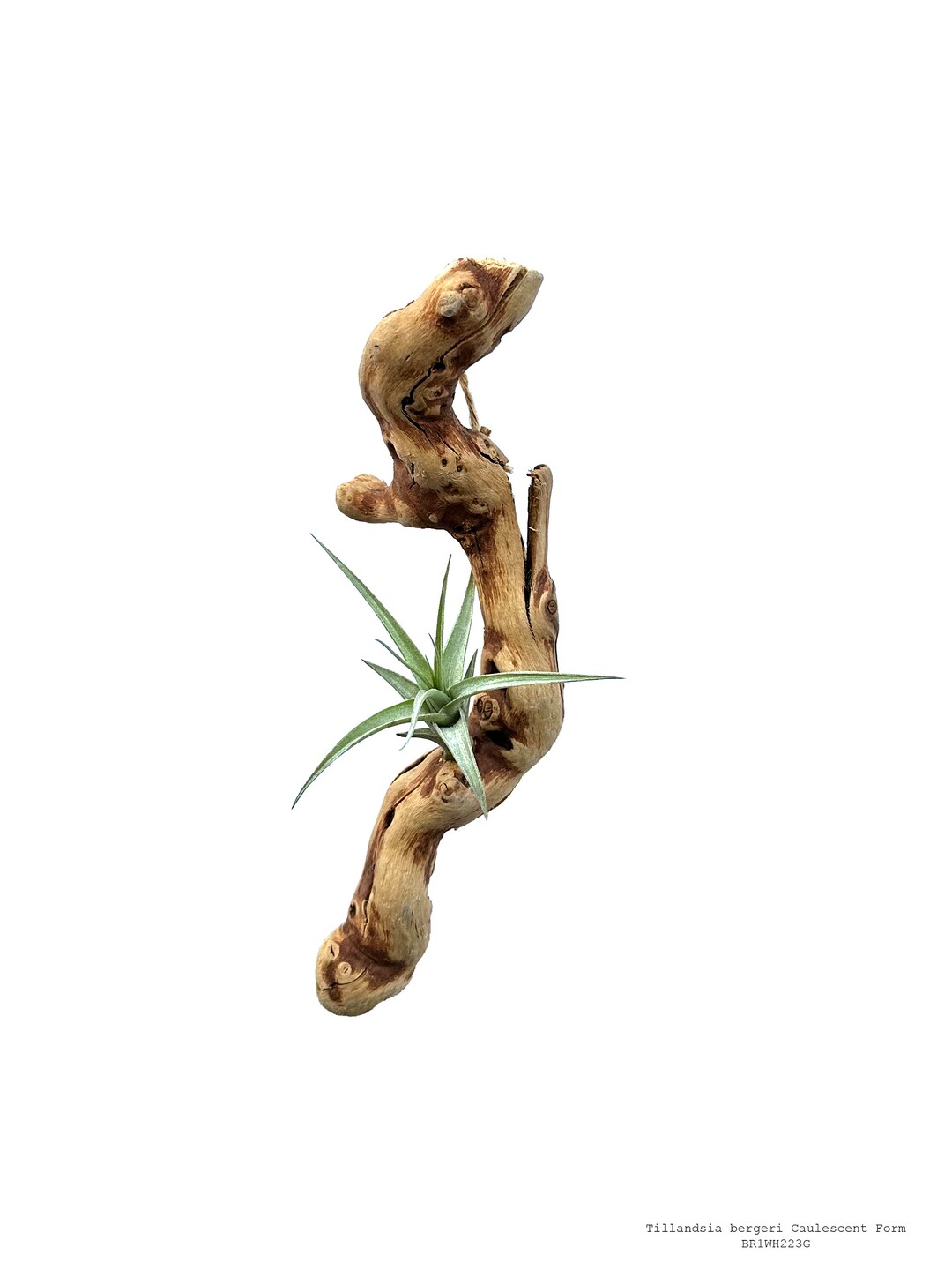 One Air Plant Mounted to Hanging Wood Piece tillandsia Bergeri ...