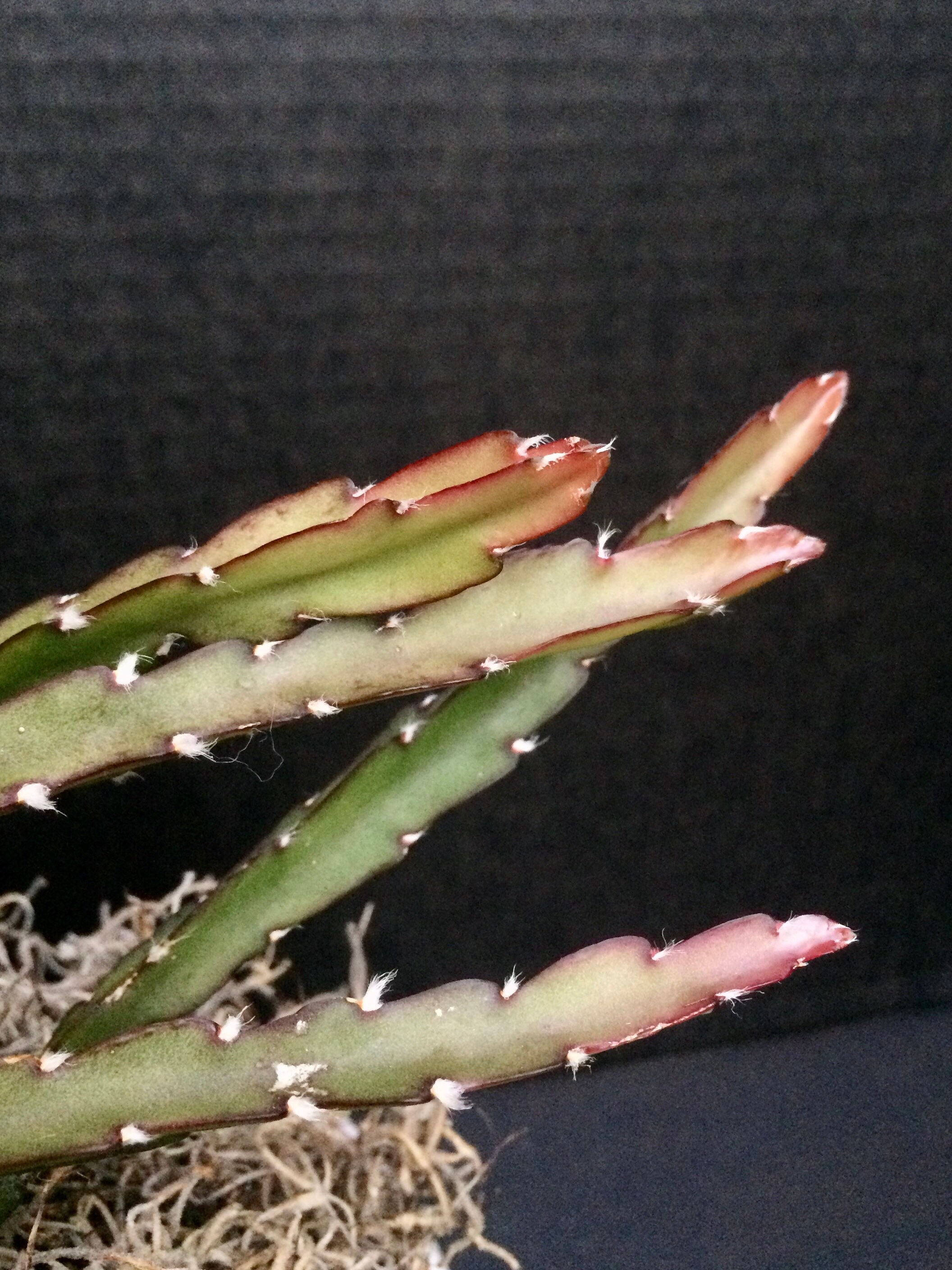 Cross-form Cactus lepismium Cruciforme 4in 6in 8in - Etsy