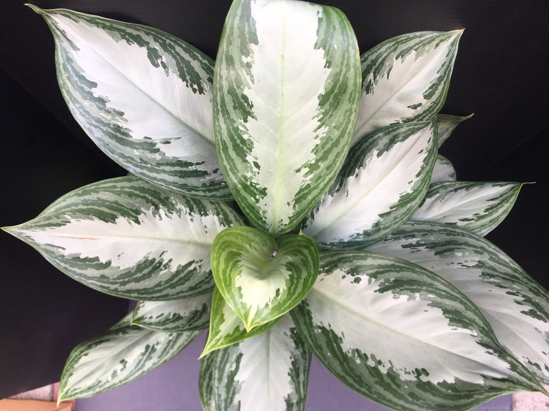 Chinese Evergreen 'silver Bay' aglaonema 'silver Bay' 6in 8in - Etsy