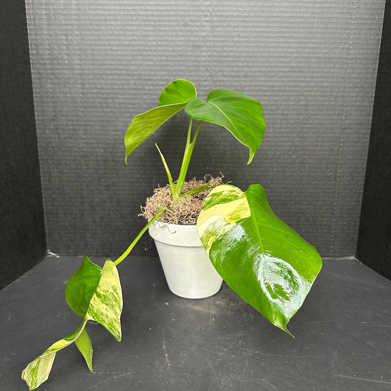 Bulbasaur Monstera - Etsy