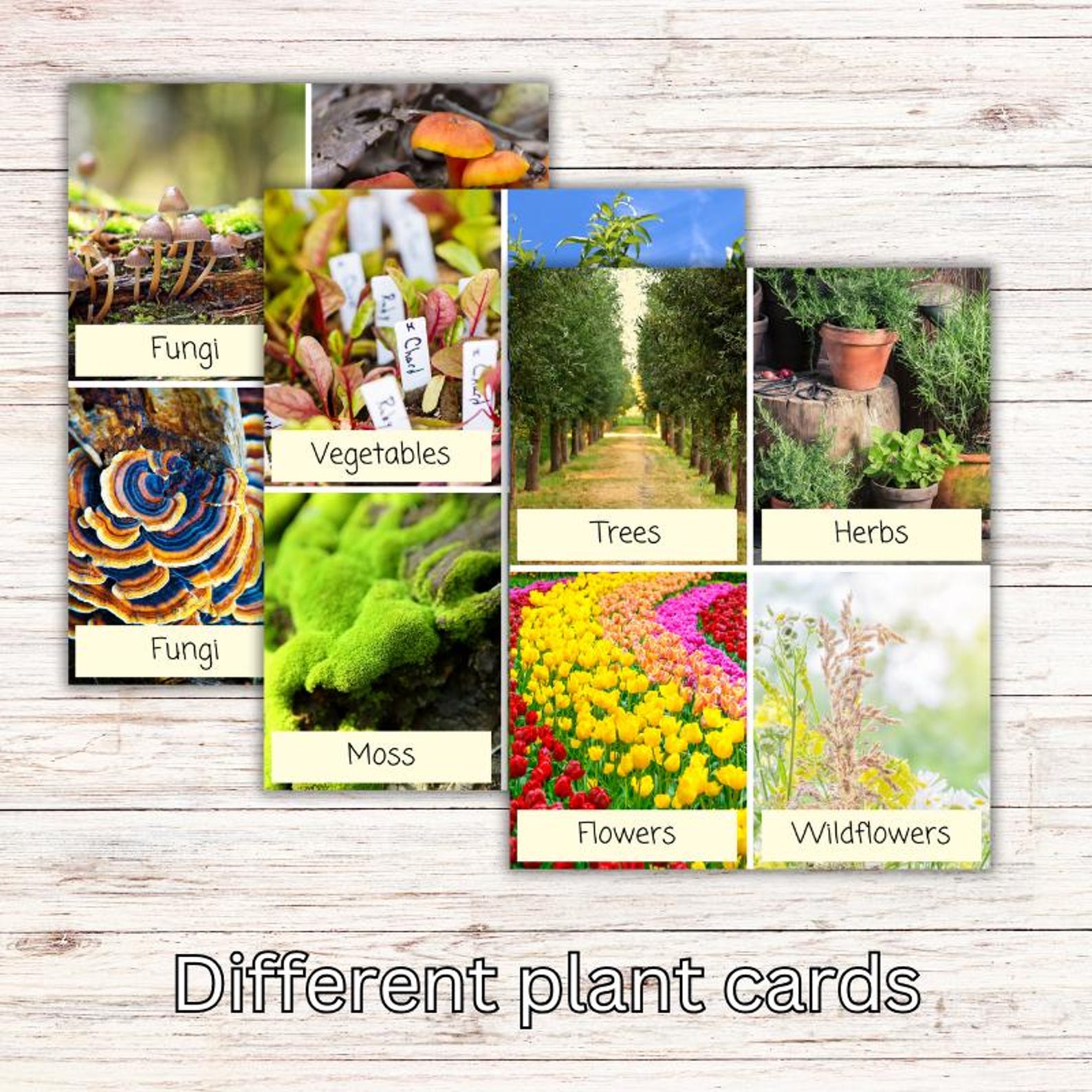 K-12 Botany Unit Study, Homeschool Science Curriculum and Resources ...