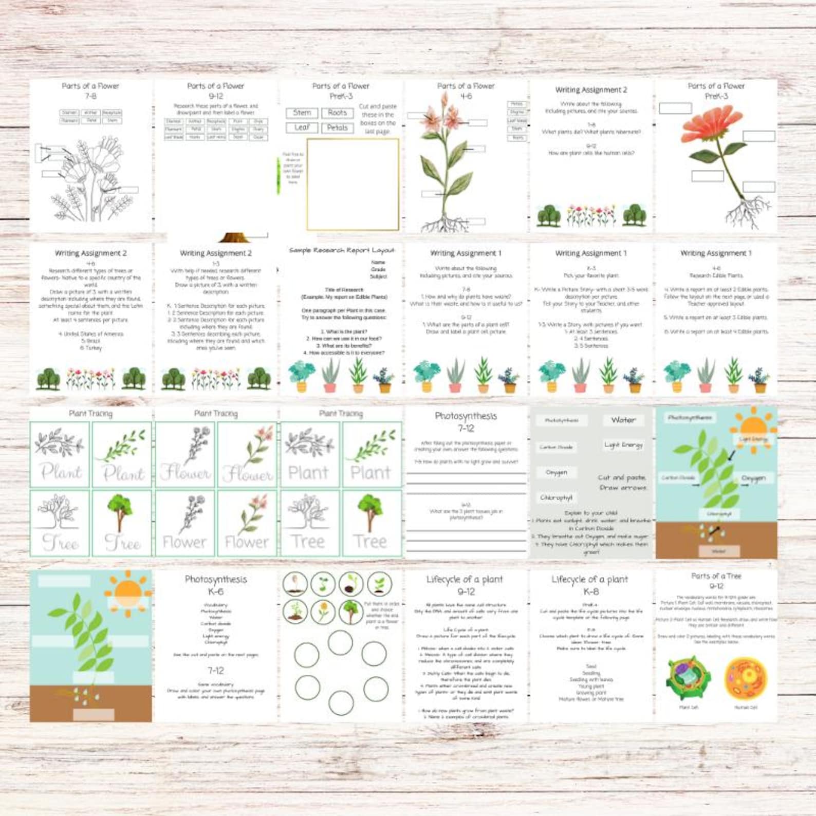 K-12 Botany Unit Study, Homeschool Curriculum (digital Download) - Etsy